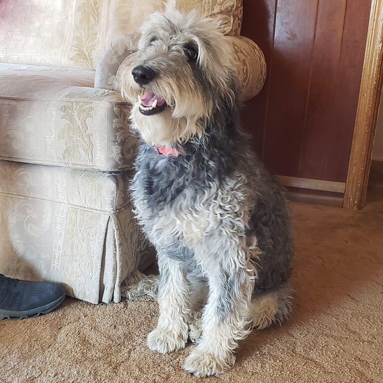 Luna and Patch’s Pups - Doodles are Amazing